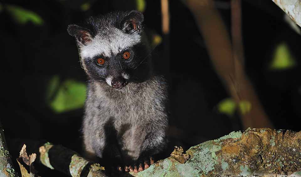Paradoxurus - Palm civets: facts, distribution & population | BioDB