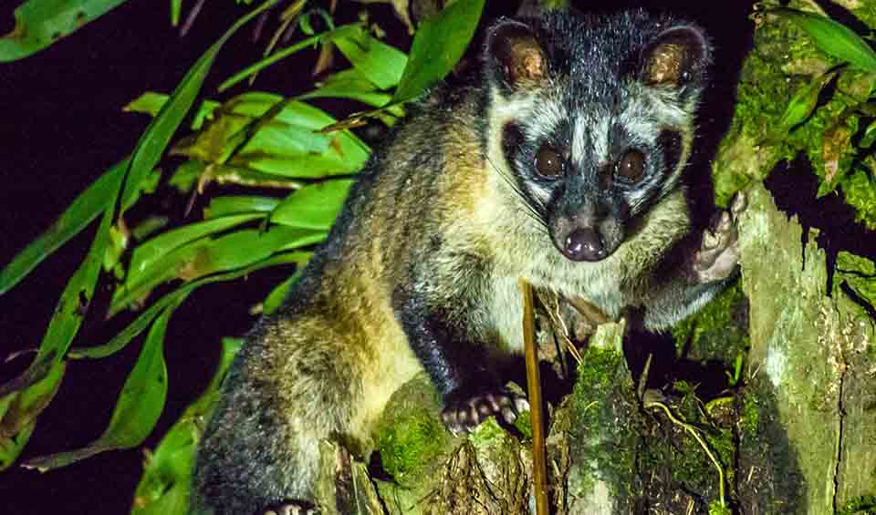 Asian palm civet facts, distribution & population | BioDB