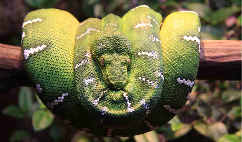 Emerald tree boa facts, distribution & population | BioDB