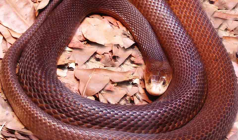 Coastal taipan facts, distribution & population | BioDB