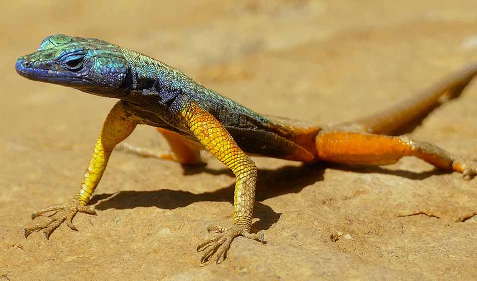 Platysaurus - Flat lizards: facts, distribution & population | BioDB