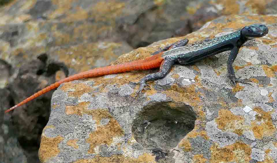 Common flat lizard facts, distribution & population | BioDB