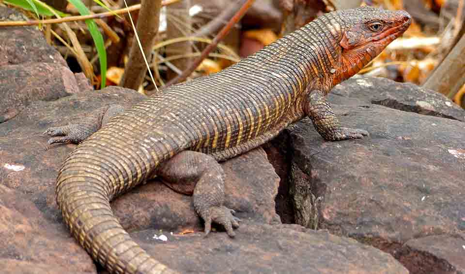 Matobosaurus - Giant plated lizards: facts, distribution & population ...
