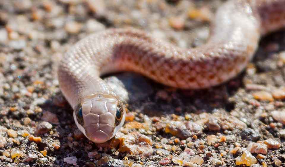 Rufous beaked snake facts, distribution & population | BioDB