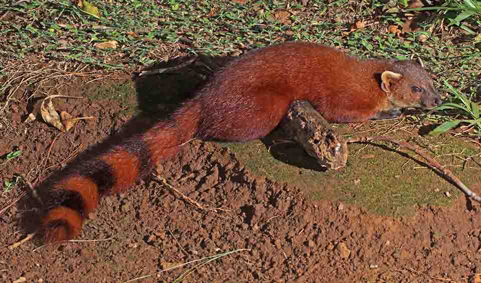 Ring-tailed vontsira facts, distribution & population | BioDB