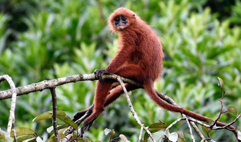 Maroon leaf monkey facts, distribution & population | BioDB