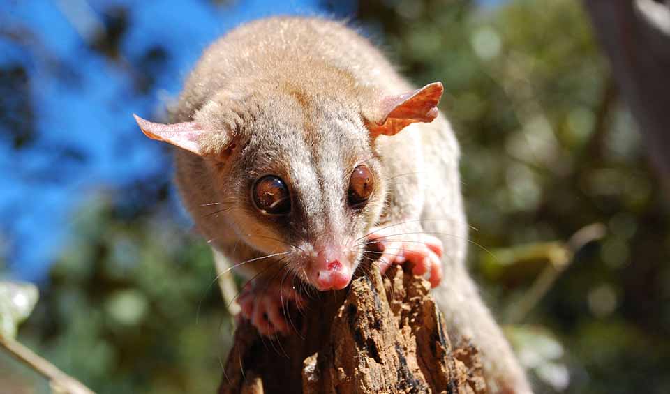 Caluromys - Woolly opossums: facts, distribution & population | BioDB