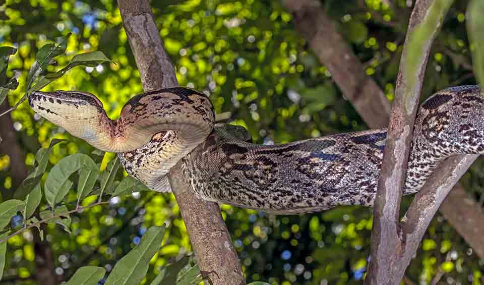 Madagascar ground boa facts, distribution & population | BioDB