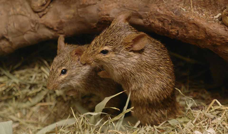 Arvicanthis - African grass rats: facts, distribution & population | BioDB