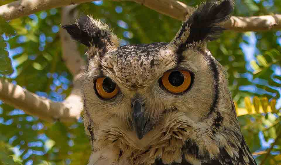 Indian eagle owl facts, distribution & population | BioDB