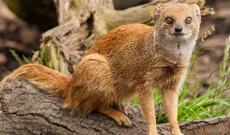 Yellow mongoose facts, distribution & population | BioDB