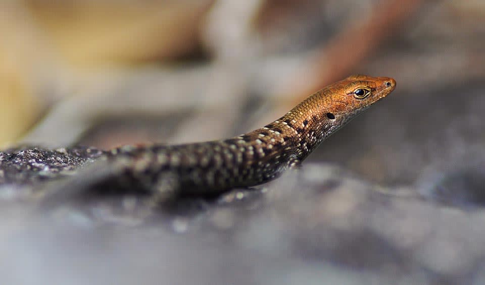 Lampropholis - Sunskinks: facts, distribution & population | BioDB
