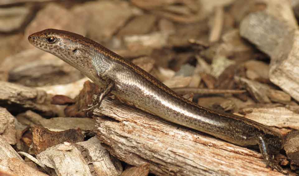 Rainbow skink facts, distribution & population | BioDB