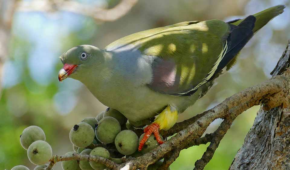 African green pigeon facts, distribution & population | BioDB
