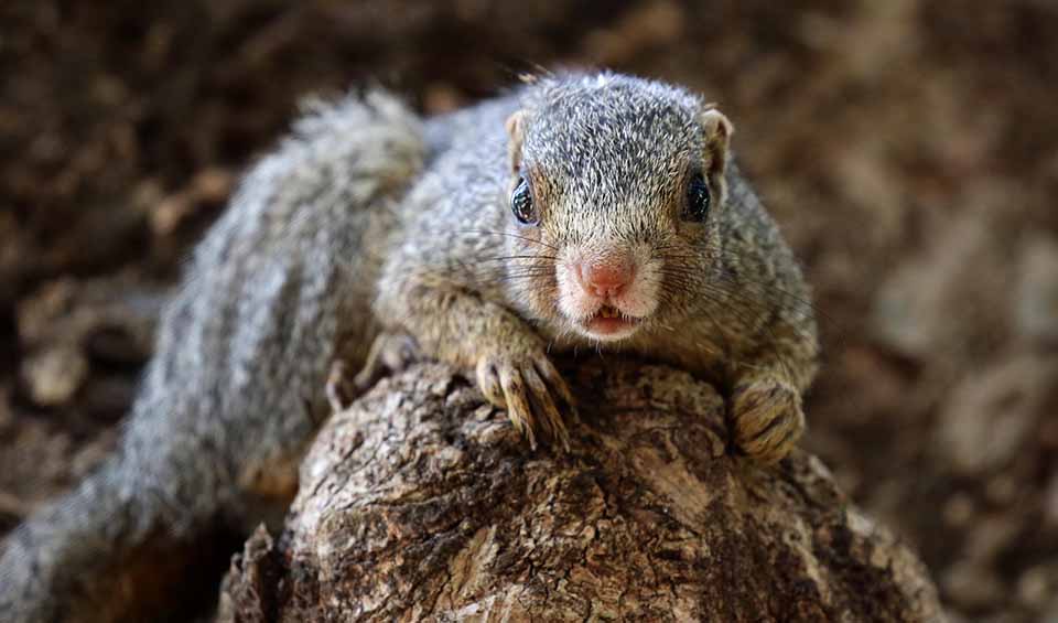 Heliosciurus - Sun squirrels: facts, distribution & population | BioDB