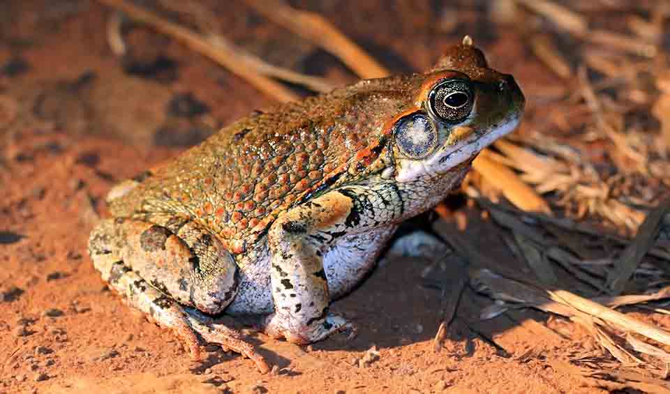 Schismaderma - African red toad: facts, distribution & population | BioDB