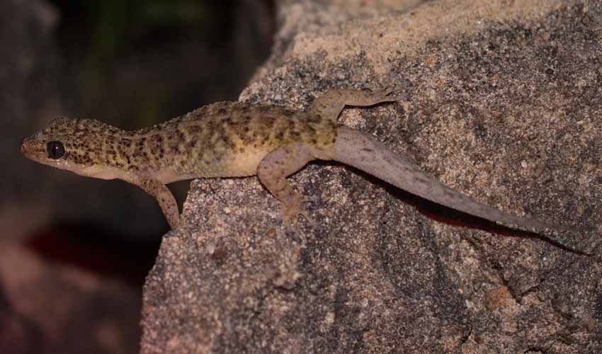 Barbados leaf-toed gecko facts, distribution & population | BioDB