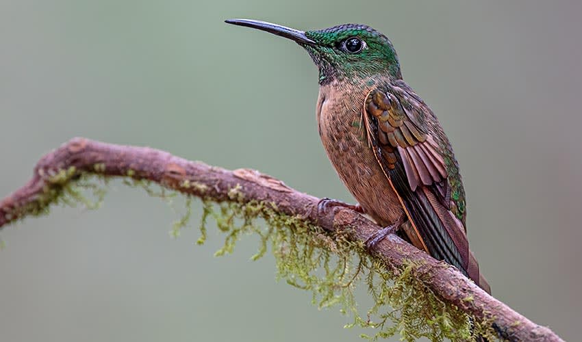 Apodiformes - Hummingbirds & swifts: facts, distribution & population ...