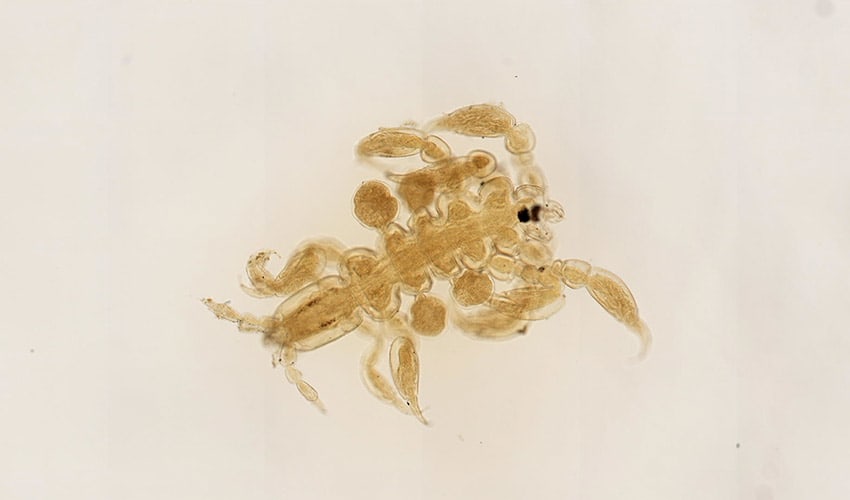 Whale louse facts, distribution & population | BioDB