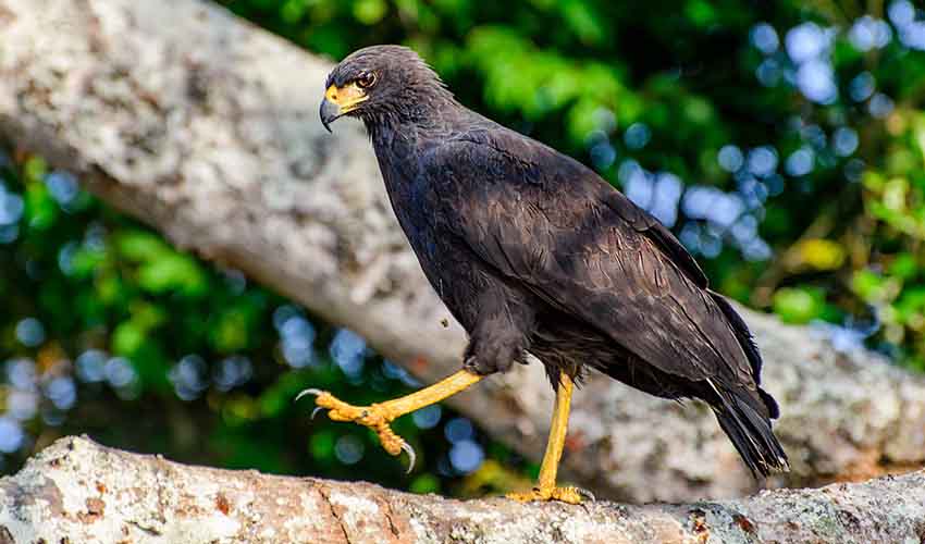 Great black hawk facts, distribution & population | BioDB