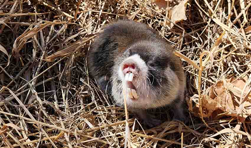 Cape mole-rat facts, distribution & population | BioDB