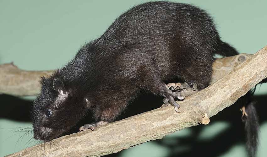 Phloeomys - Slender-tailed cloud rats: facts, distribution & population ...