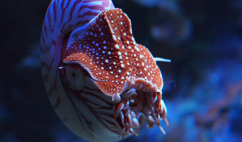 Chambered nautilus facts, distribution & population | BioDB