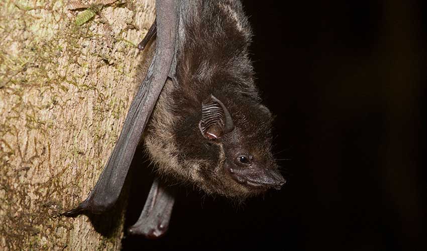 Greater sac-winged bat facts, distribution & population | BioDB