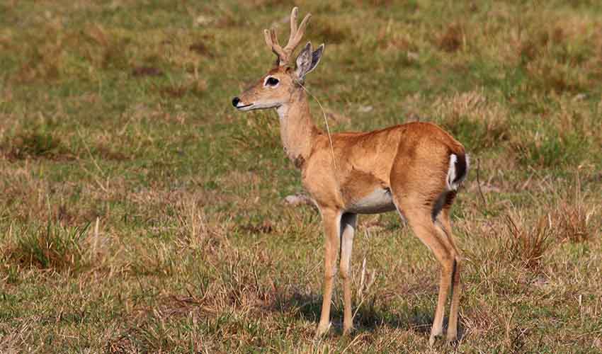 Pampas deer facts, distribution & population | BioDB
