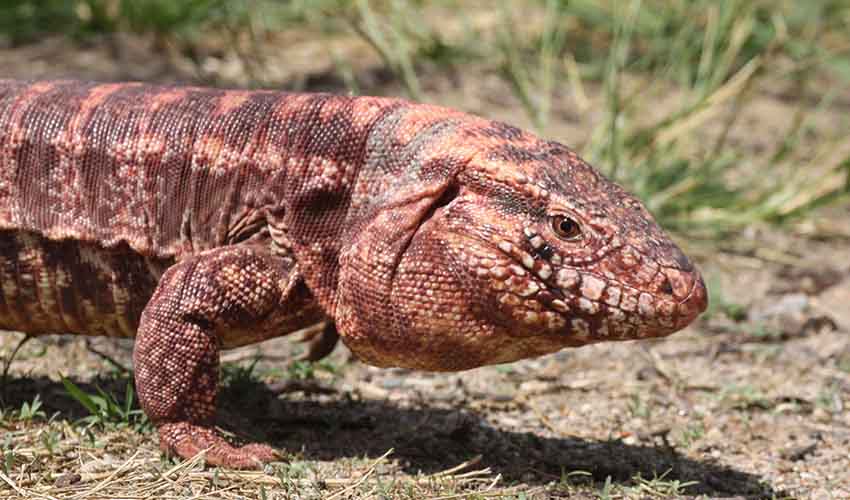 Red tegu facts, distribution & population | BioDB