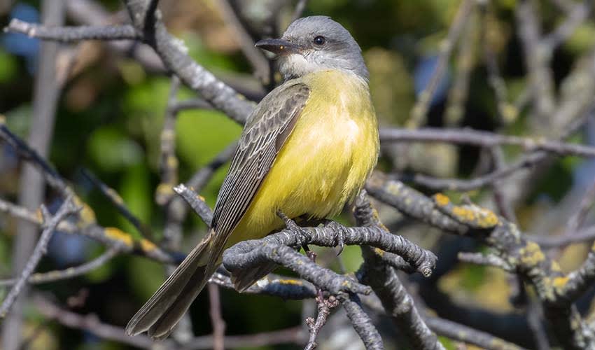 Tropical kingbird facts, distribution & population | BioDB