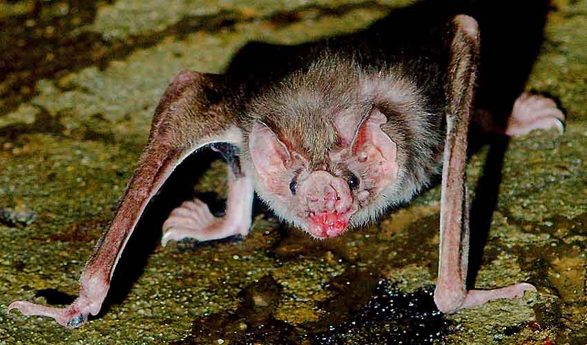 Common vampire bat facts, distribution & population | BioDB