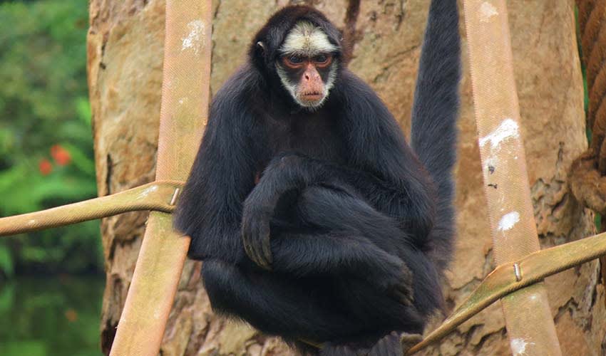 White-cheeked spider monkey facts, distribution & population | BioDB
