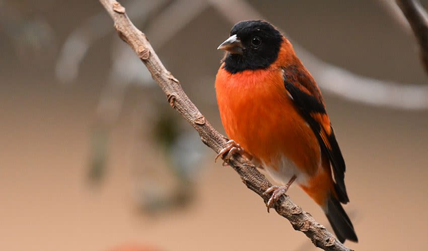 Red siskin facts, distribution & population | BioDB