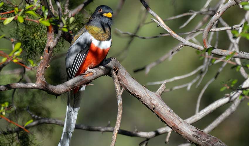 Trogon -Trogons: facts, distribution & population | BioDB