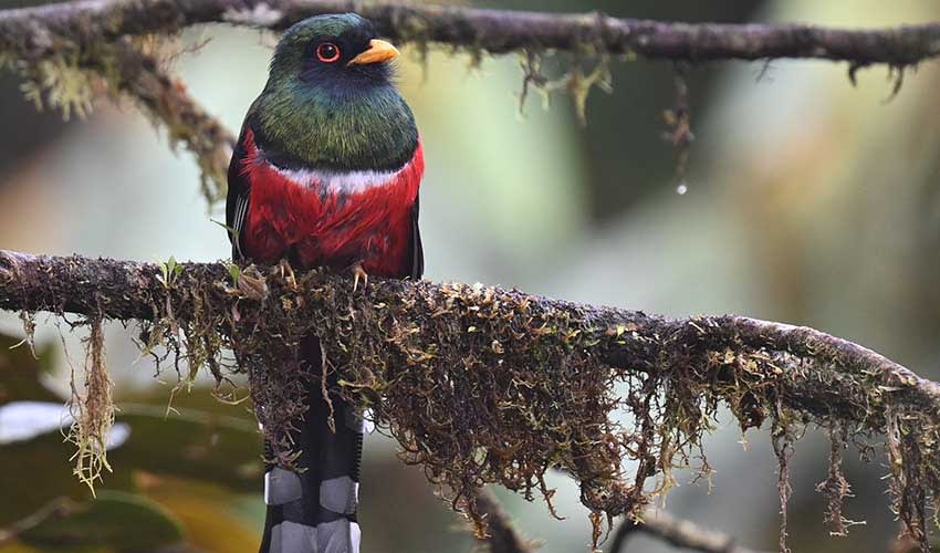 Masked trogon facts, distribution & population | BioDB