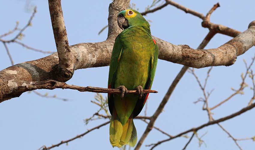 Blue-fronted amazon facts, distribution & population | BioDB
