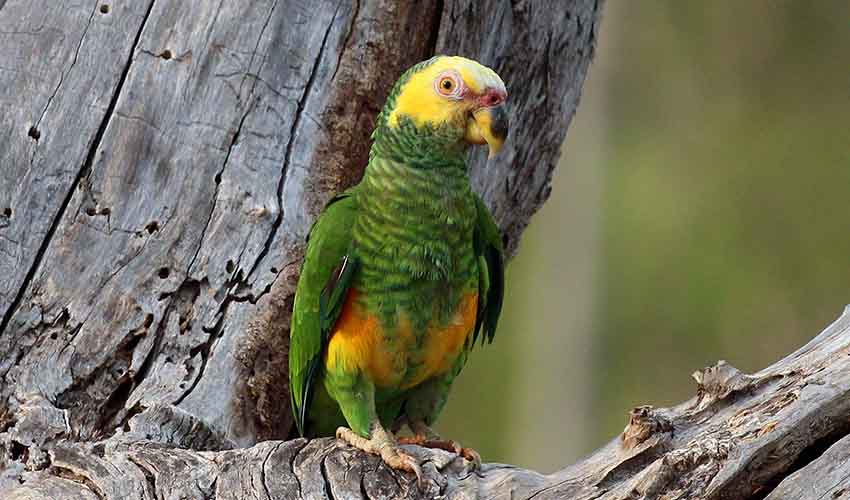 Yellow-faced parrot facts, distribution & population | BioDB