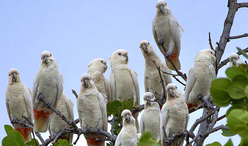 Philippine cockatoo facts, distribution & population | BioDB