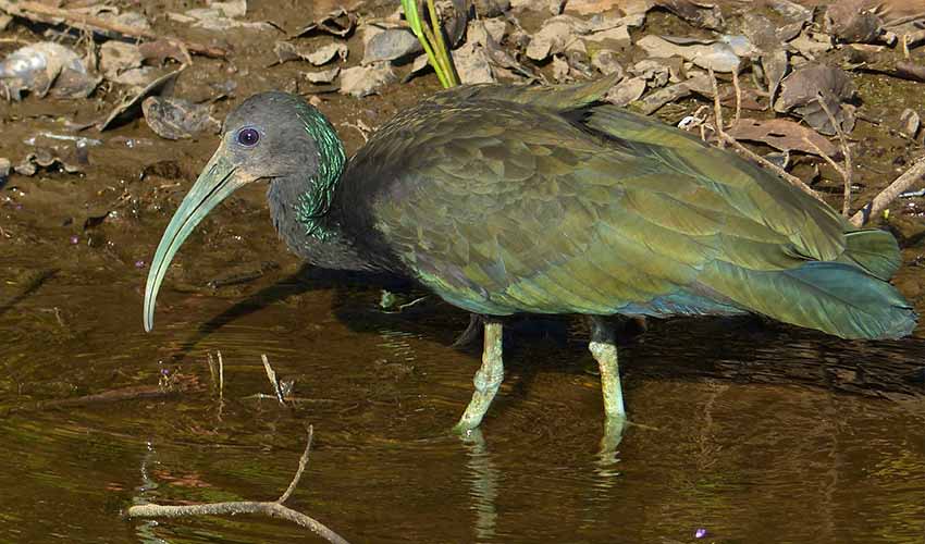 Green ibis facts, distribution & population | BioDB