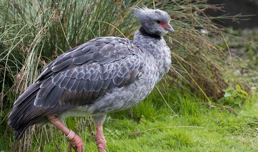 Southern screamer facts, distribution & population | BioDB