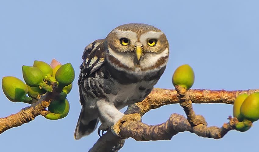 Forest owlet facts, distribution & population | BioDB