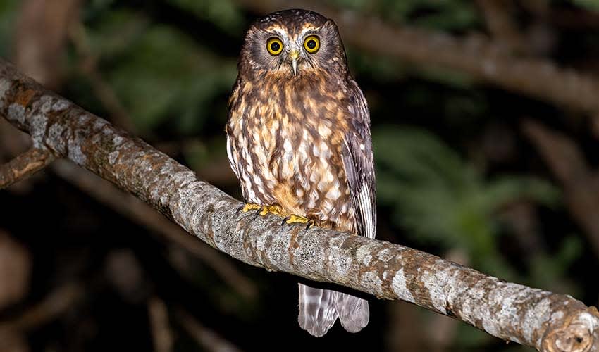 Ninox - Hawk-owls: facts, distribution & population | BioDB