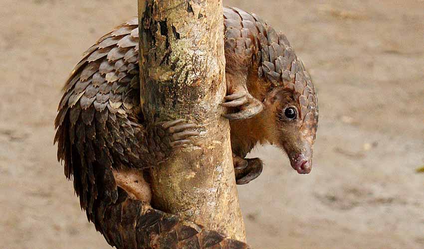 White-bellied pangolin facts, distribution & population | BioDB