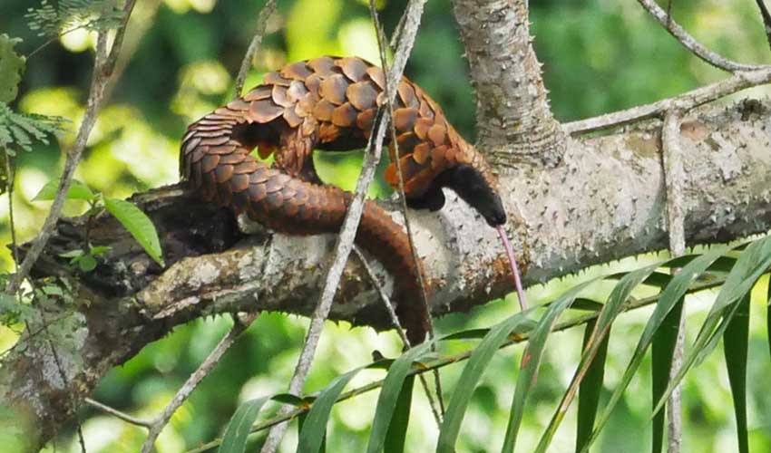Long-tailed pangolin facts, distribution & population | BioDB