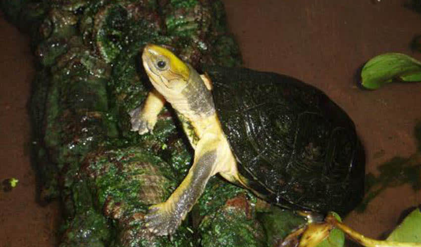 Yellow-headed box turtle facts, distribution & population | BioDB