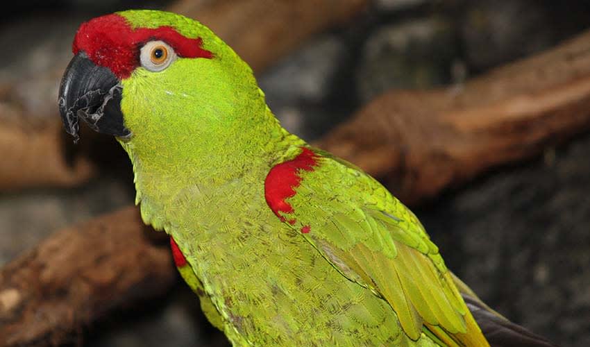 Thick-billed parrot facts, distribution & population | BioDB