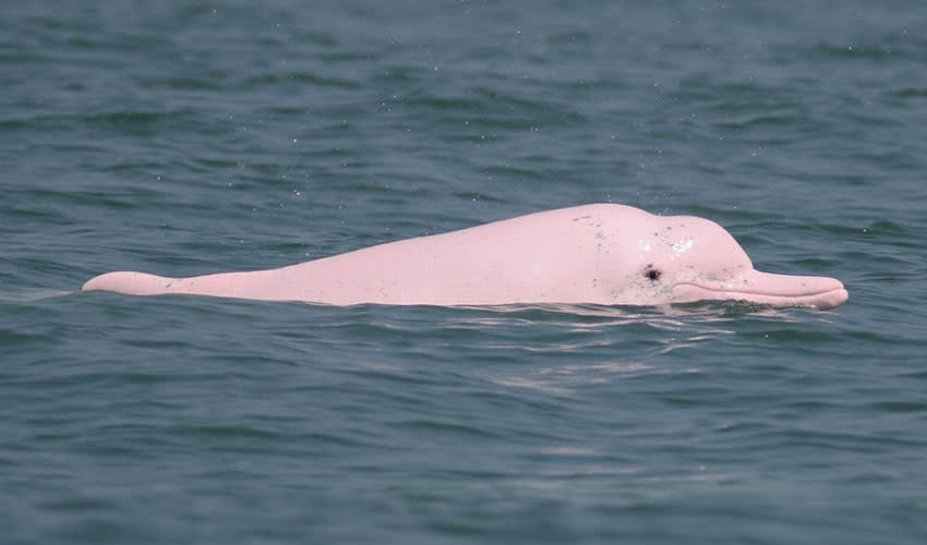 Indo-Pacific humpback dolphin facts, distribution & population | BioDB