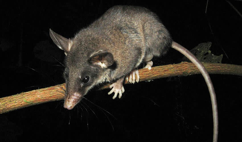 Handley's slender opossum facts, distribution & population | BioDB