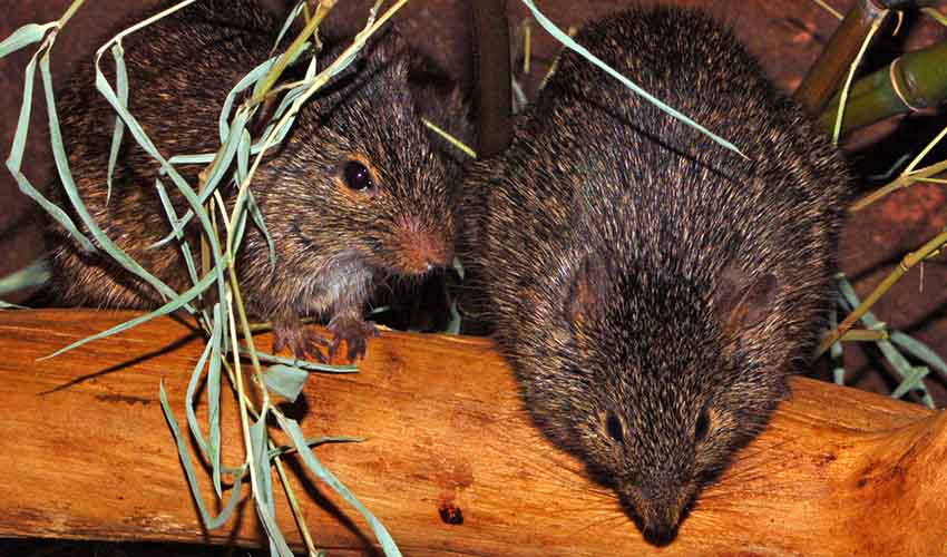 African grass rat facts, distribution & population | BioDB